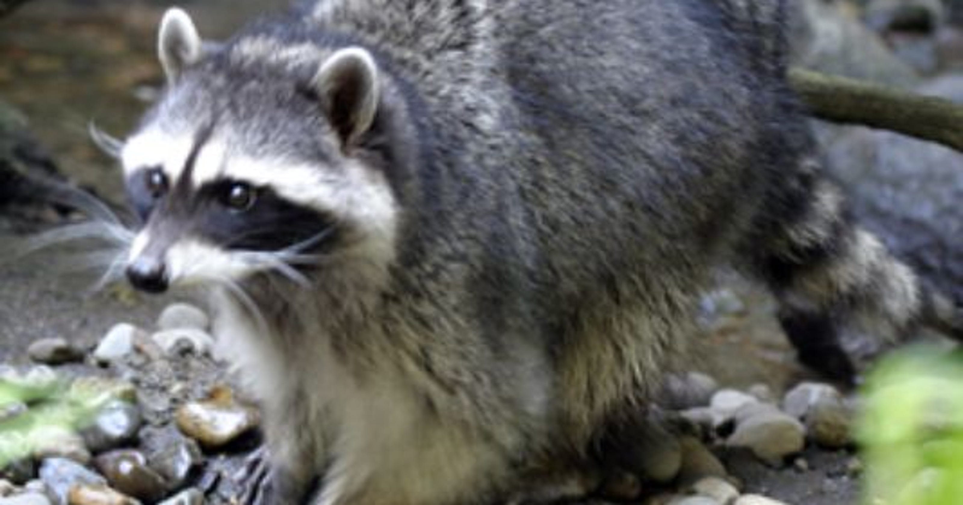 Rabid raccoon attacks East Asheville man
