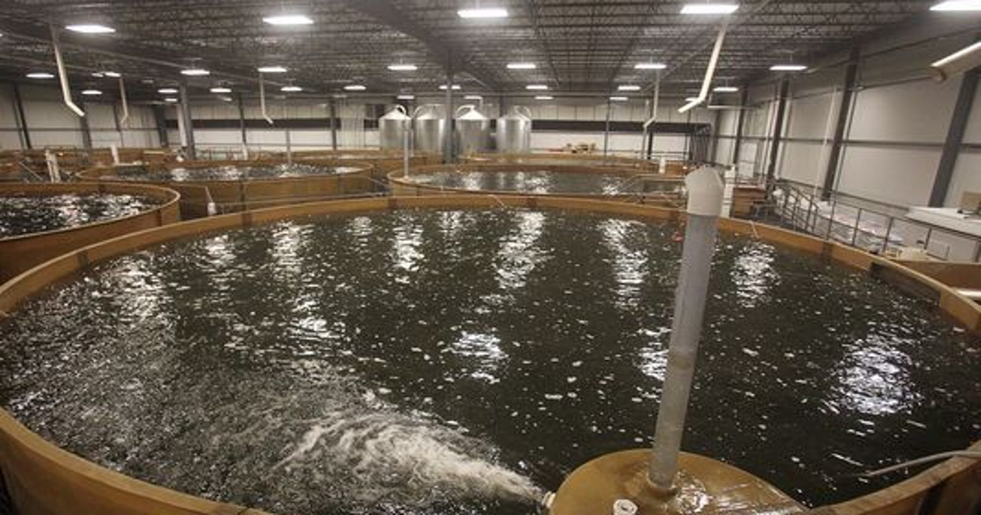 Bell Aquaculture sold for $14 million