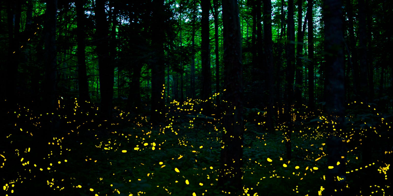 Spot blue ghost fireflies around Asheville in PIsgah, DuPont forests