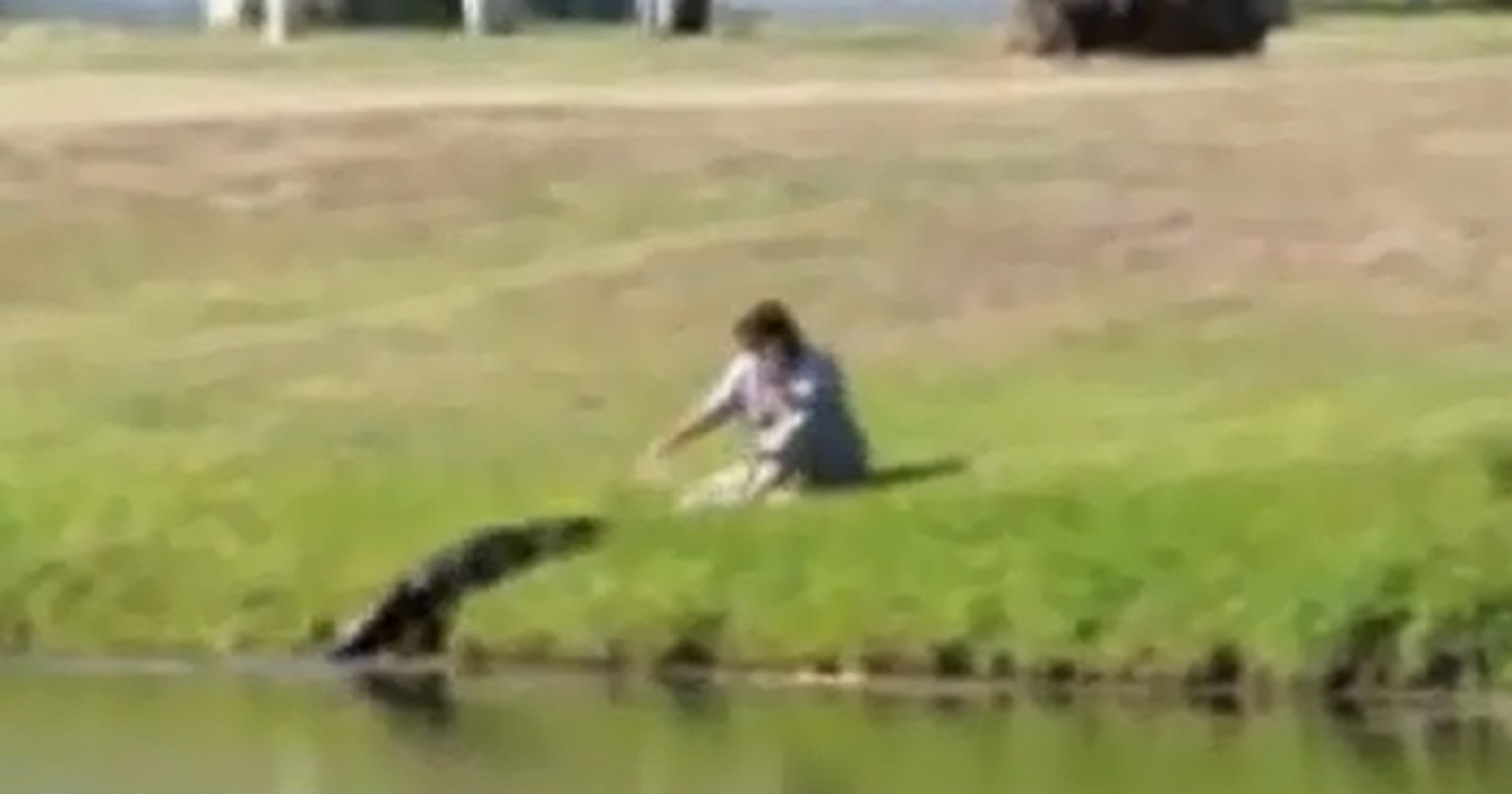 Video captures woman calling, feeding gator