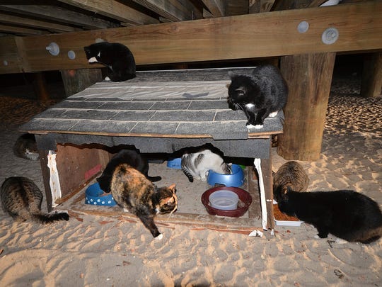Protecting Rockland's hidden feral cat colonies