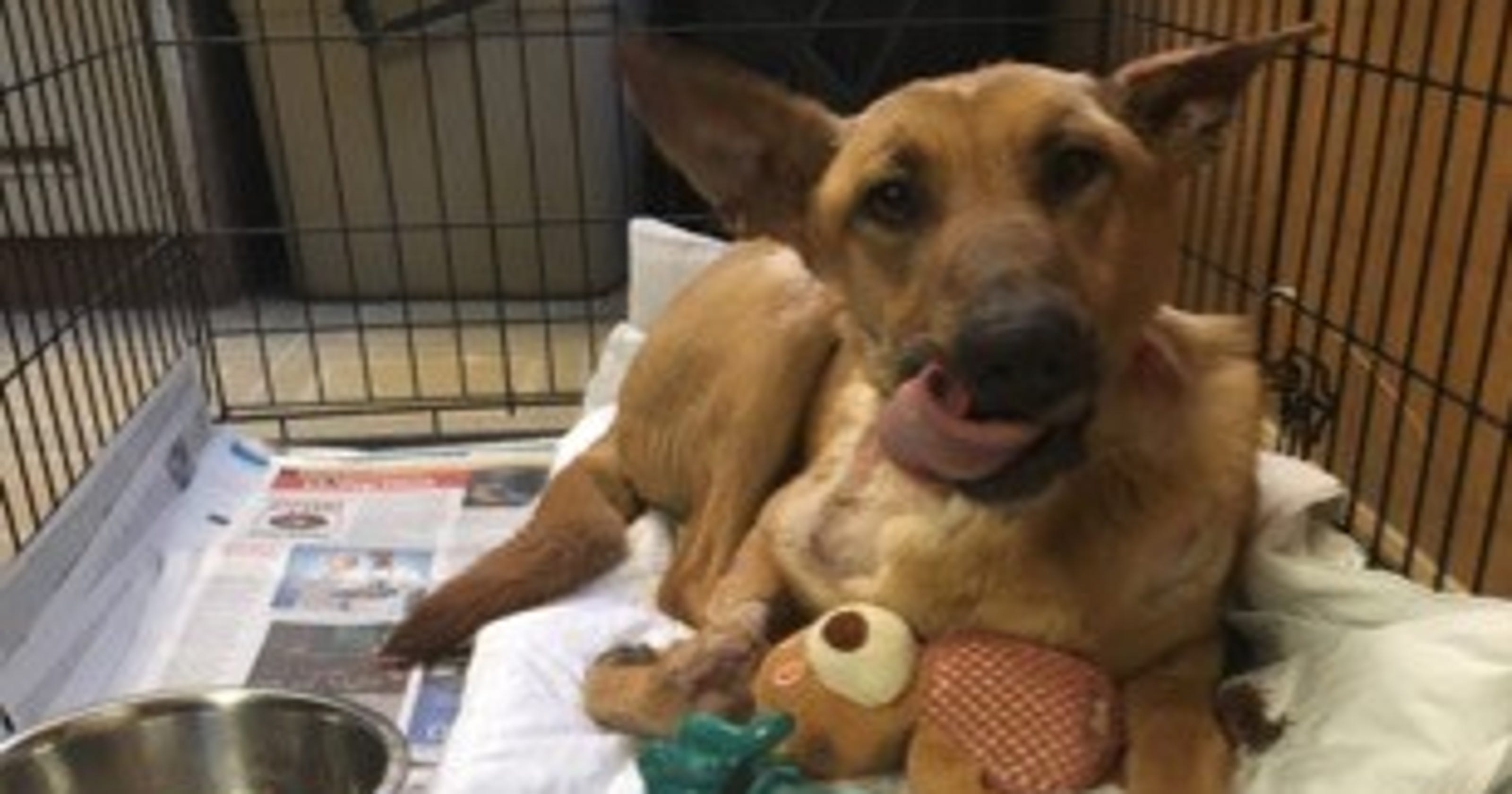 Burned dog rescued, Dearborn shelter offers reward for tips