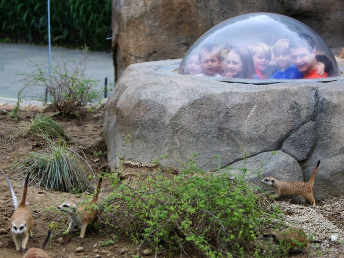 Meerkats at Cincinnati Zoo