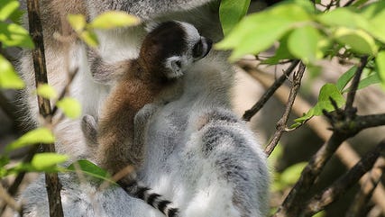 Three ring-tailed lemur babies born at Cincinnati Zoo