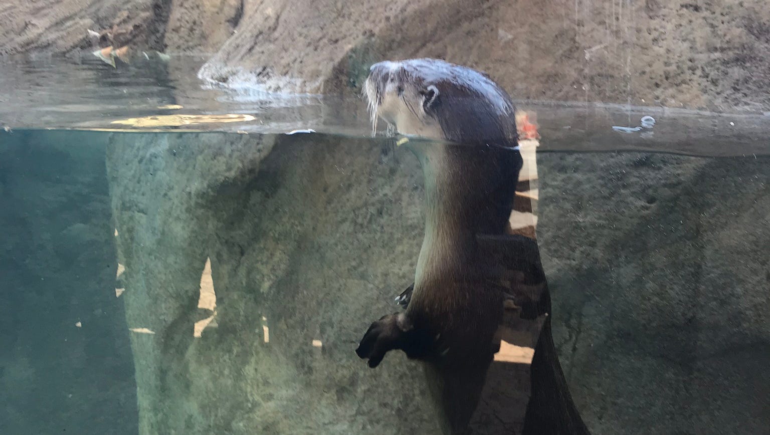 Why kids will love the river otter exhibit at the Milwaukee County Zoo