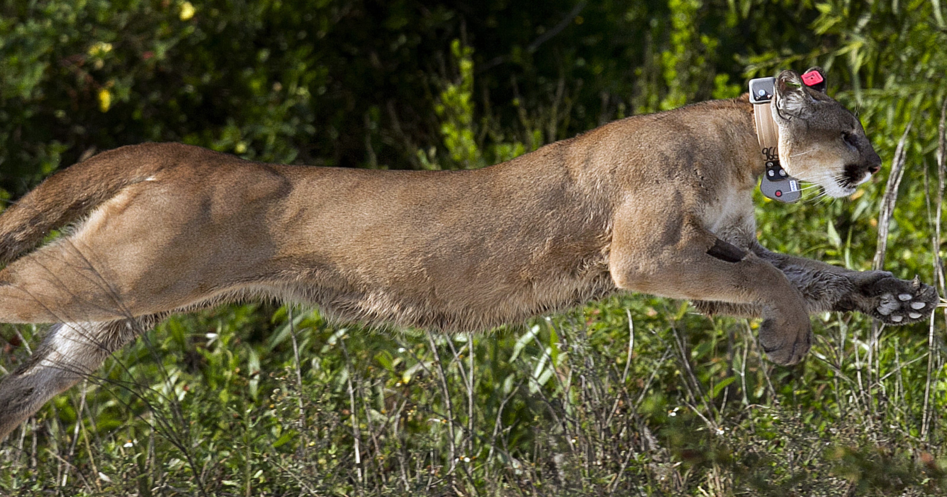 Feds on hunt for Florida panther killer