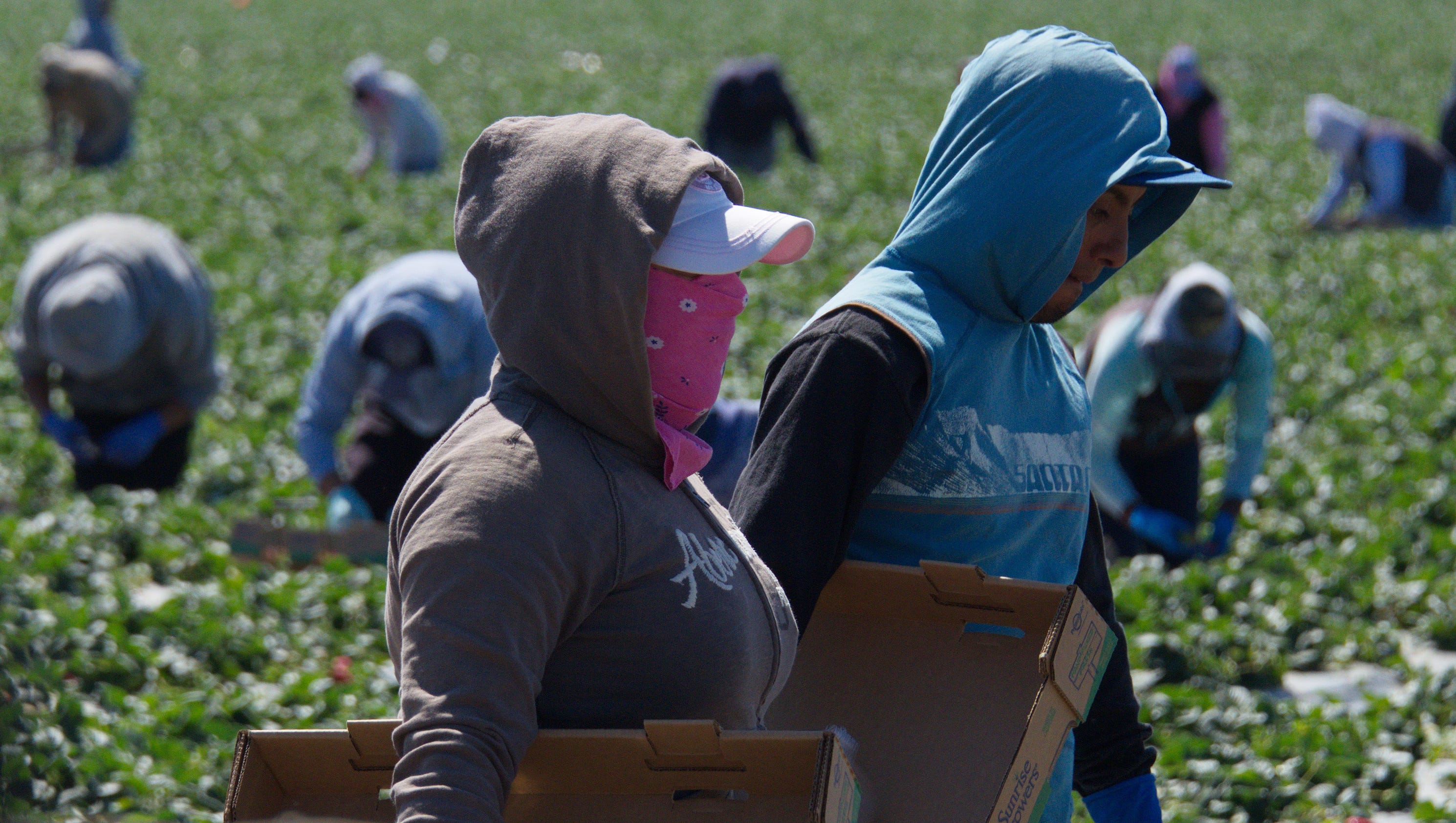 Study: Undocumented farm workers put food system at risk