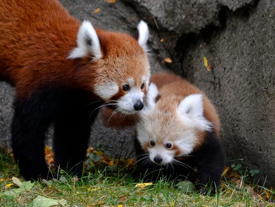 Baby red panda makes debut at Detroit Zoo