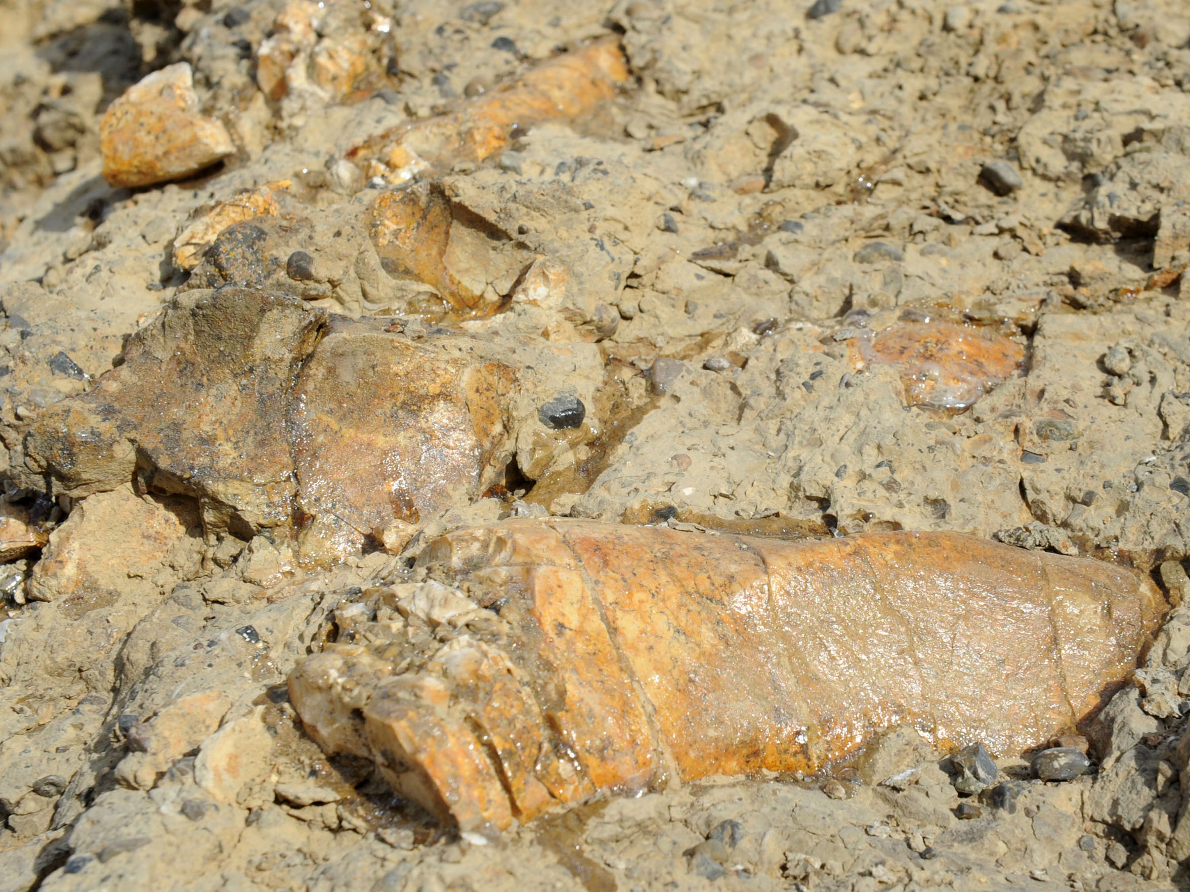 Researchers discover skull of extinct sea cow on the Channel Islands
