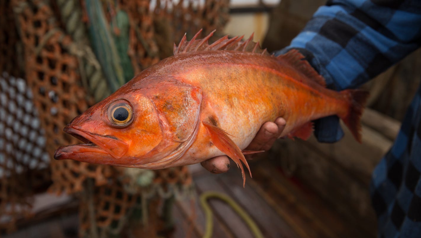 The weirdly named fish that could be the next Chilean sea bass