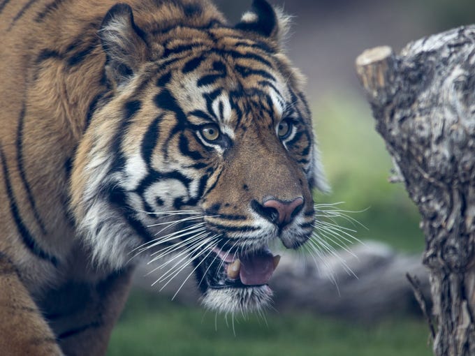 18 famous animals from Arizona