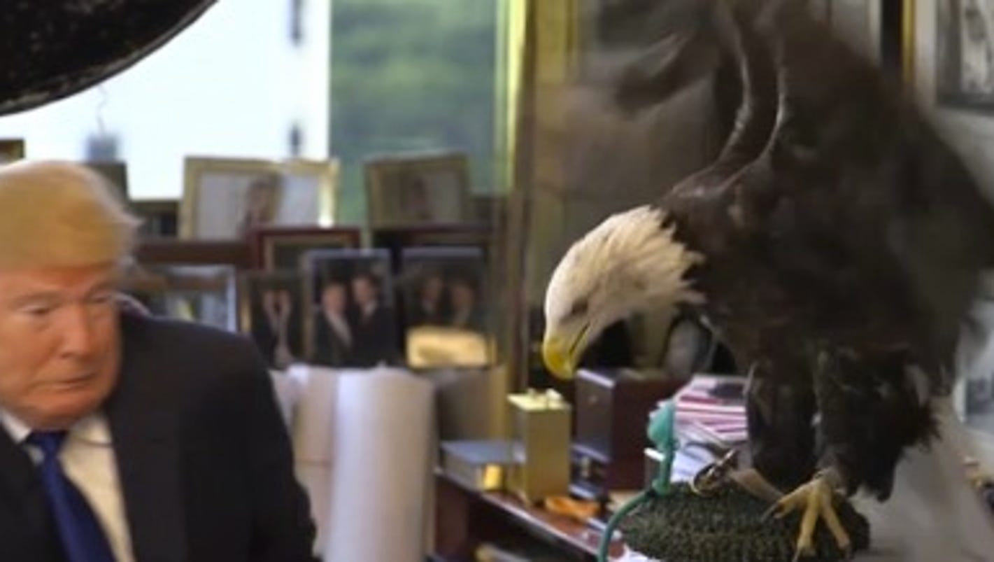 Donald Trump says he wasn't 'really' scared of feisty eagle Donald Trump says he wasn't 'really' scared of feisty eagle