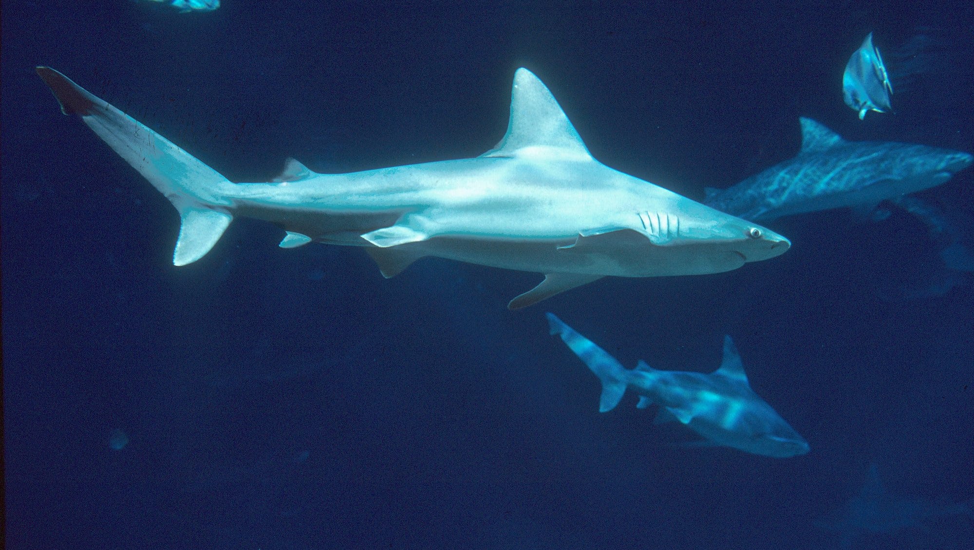 Sharks spotted in Cocoa Beach, causing beach closures