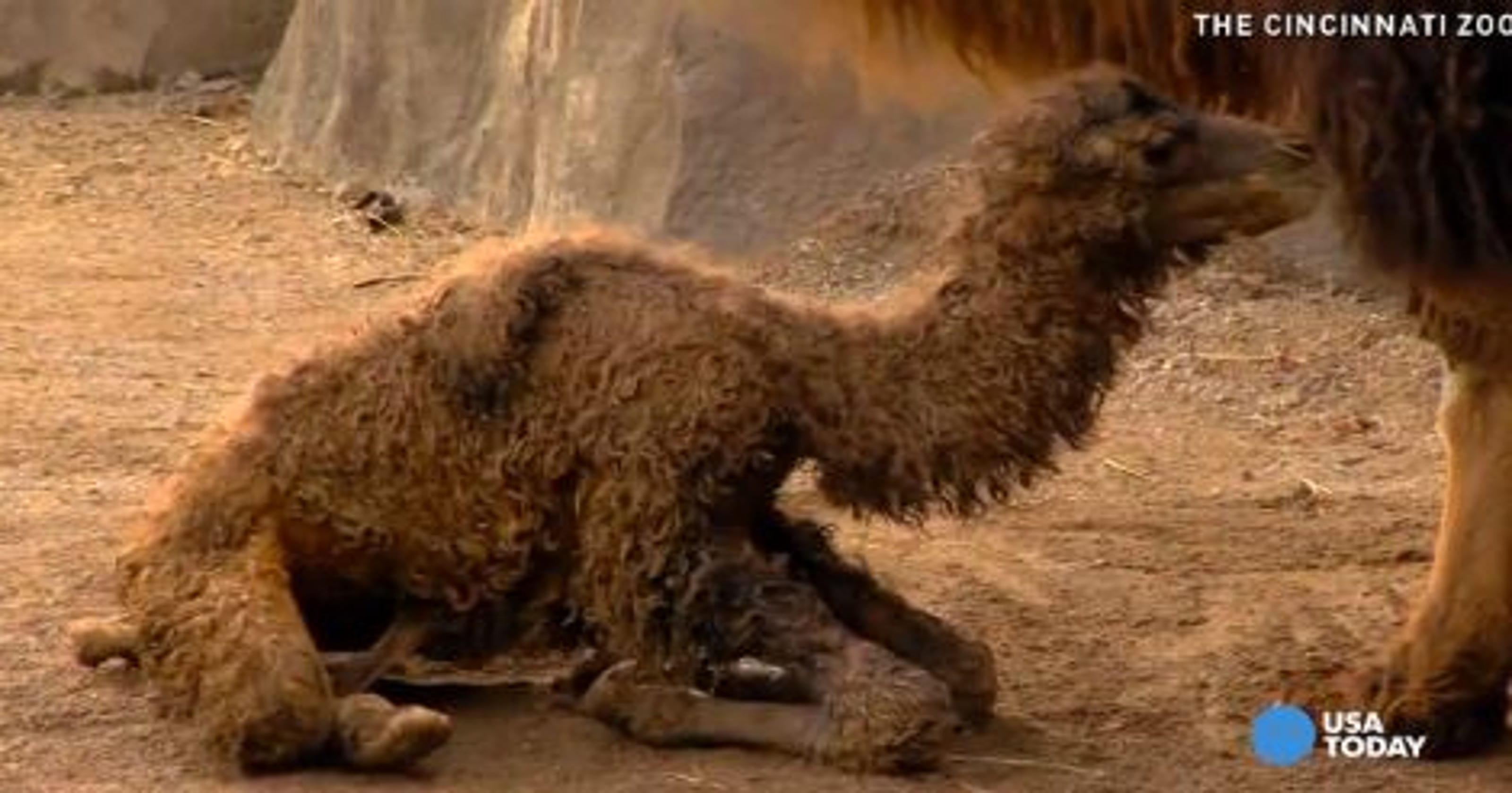 Watch: Newborn camel takes first steps