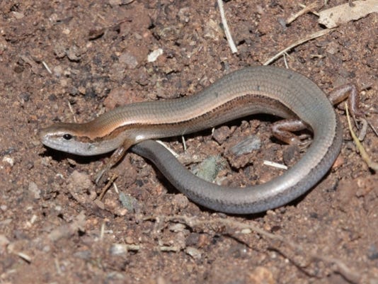 Little Brown Skink a little lizard that thrives in humidity