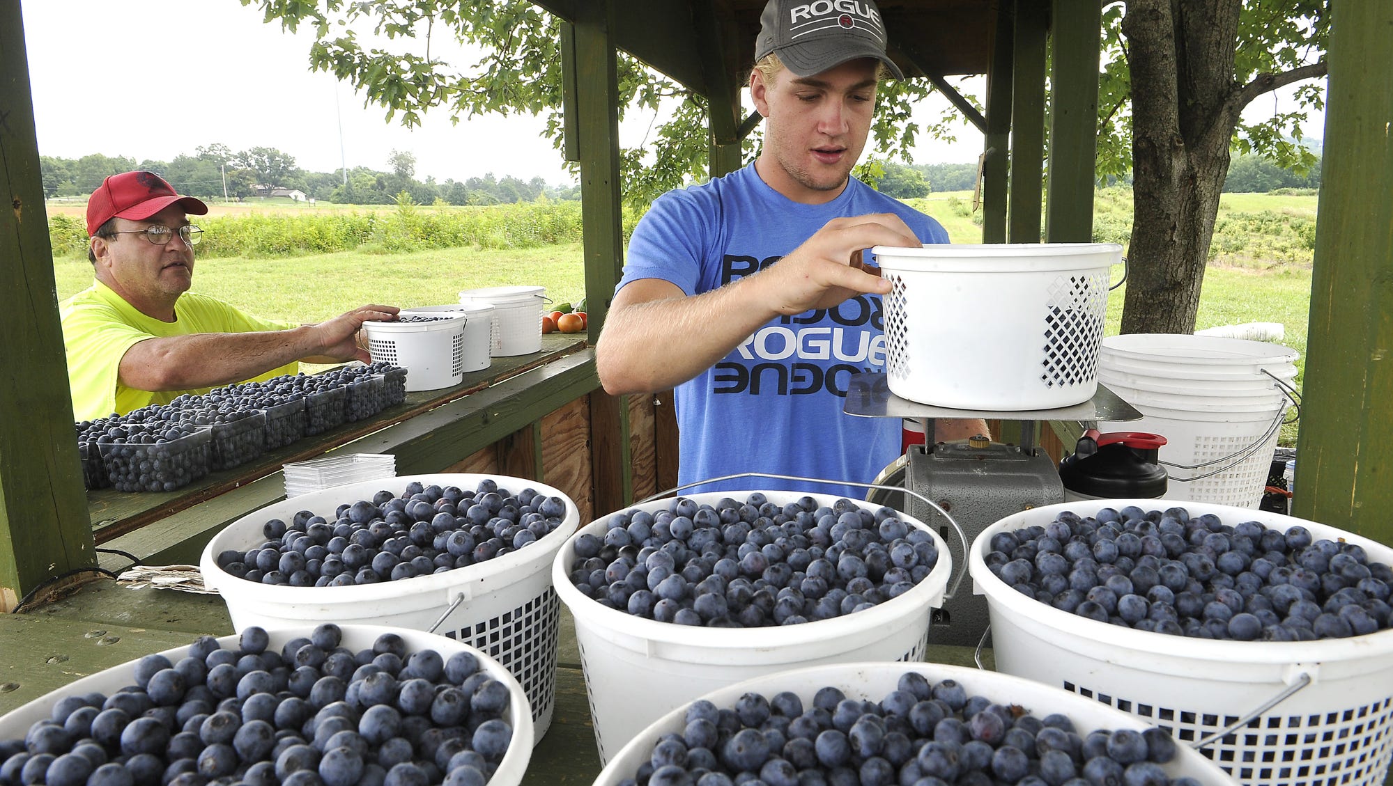 4 Farms where you can pick your own blueberries