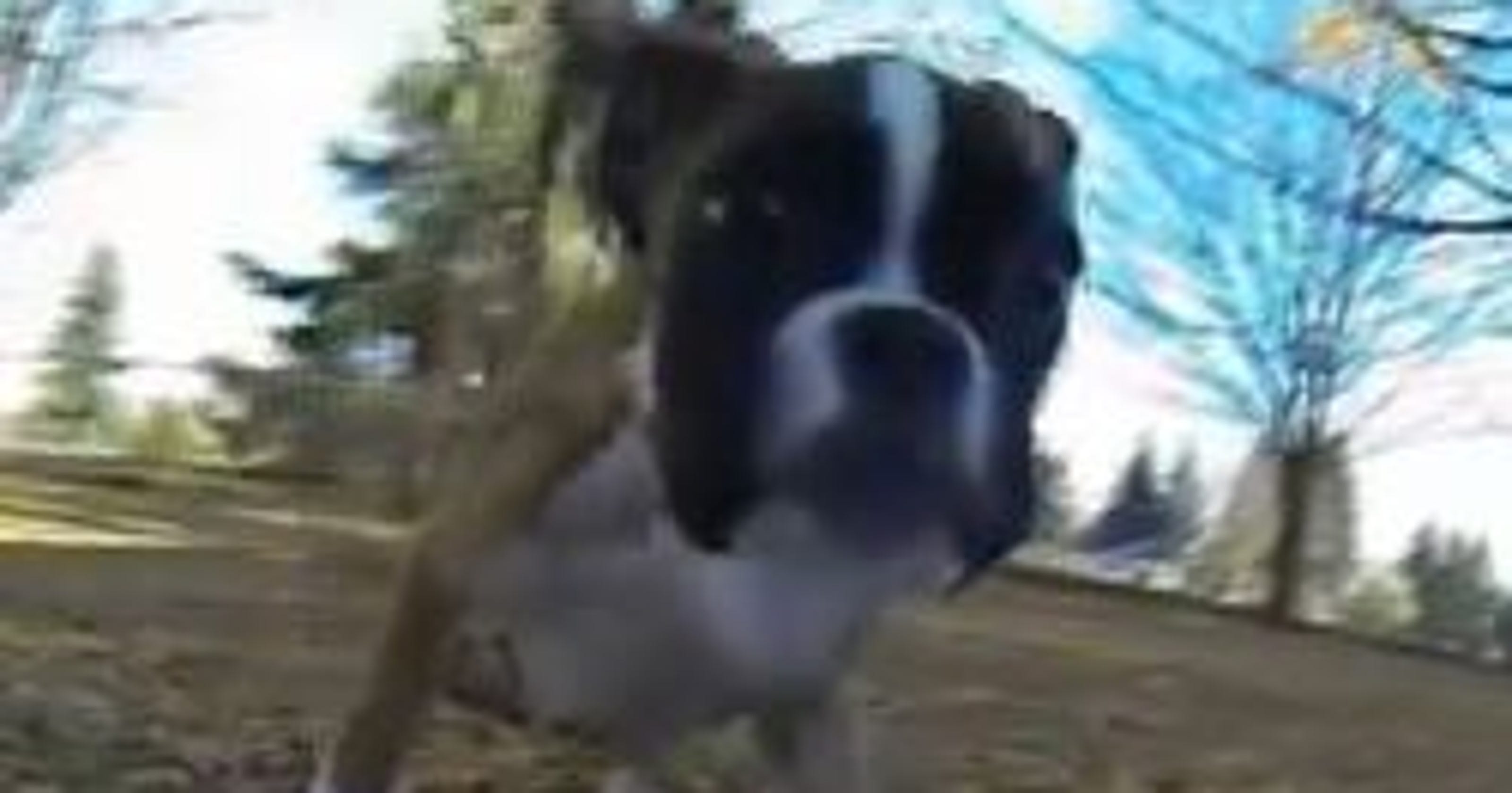 Watch: This two-legged puppy will inspire you