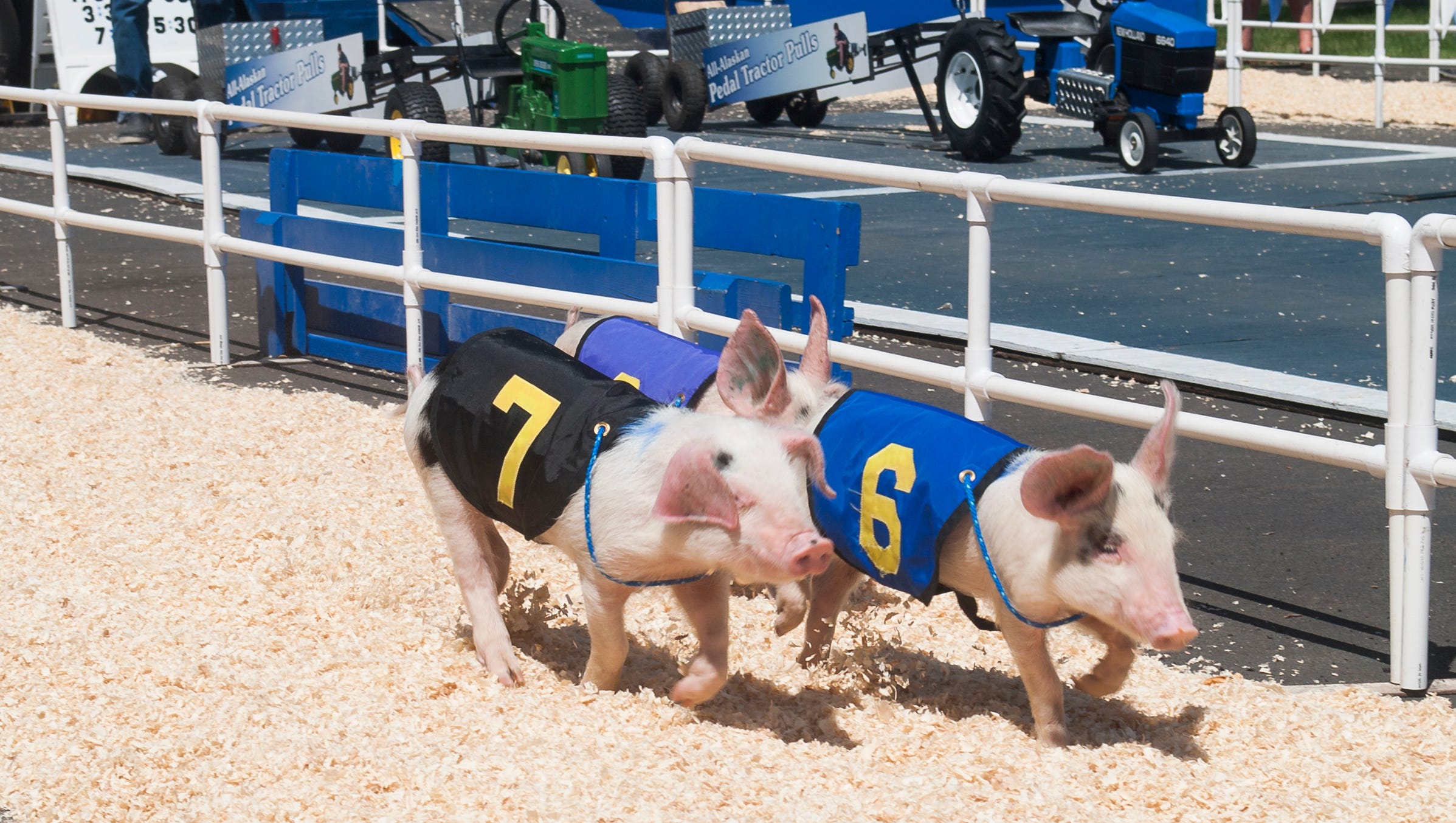All-Alaskan Racing Pigs find home at Marion County Fair