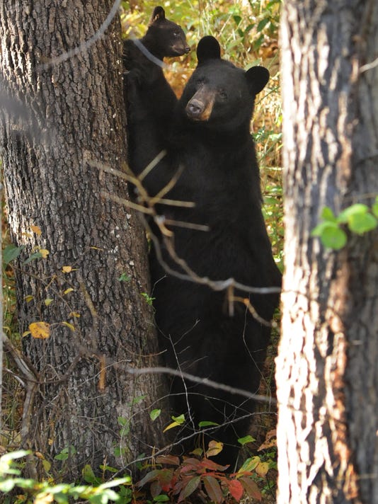 Black bear activity rising in Bent Creek, Forest Service rangers warn