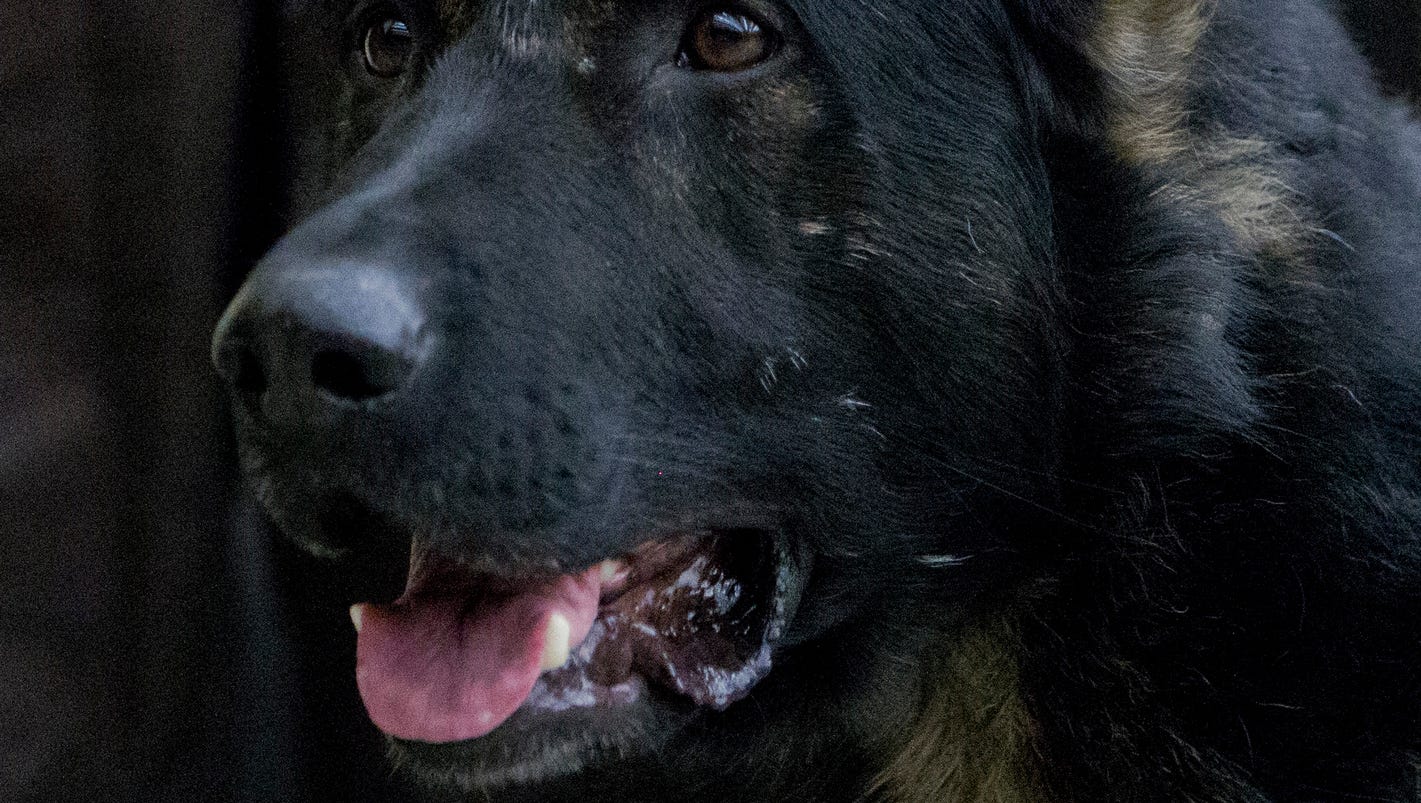 Typo on sheriff's rug reads: 'In Dog We Trust'