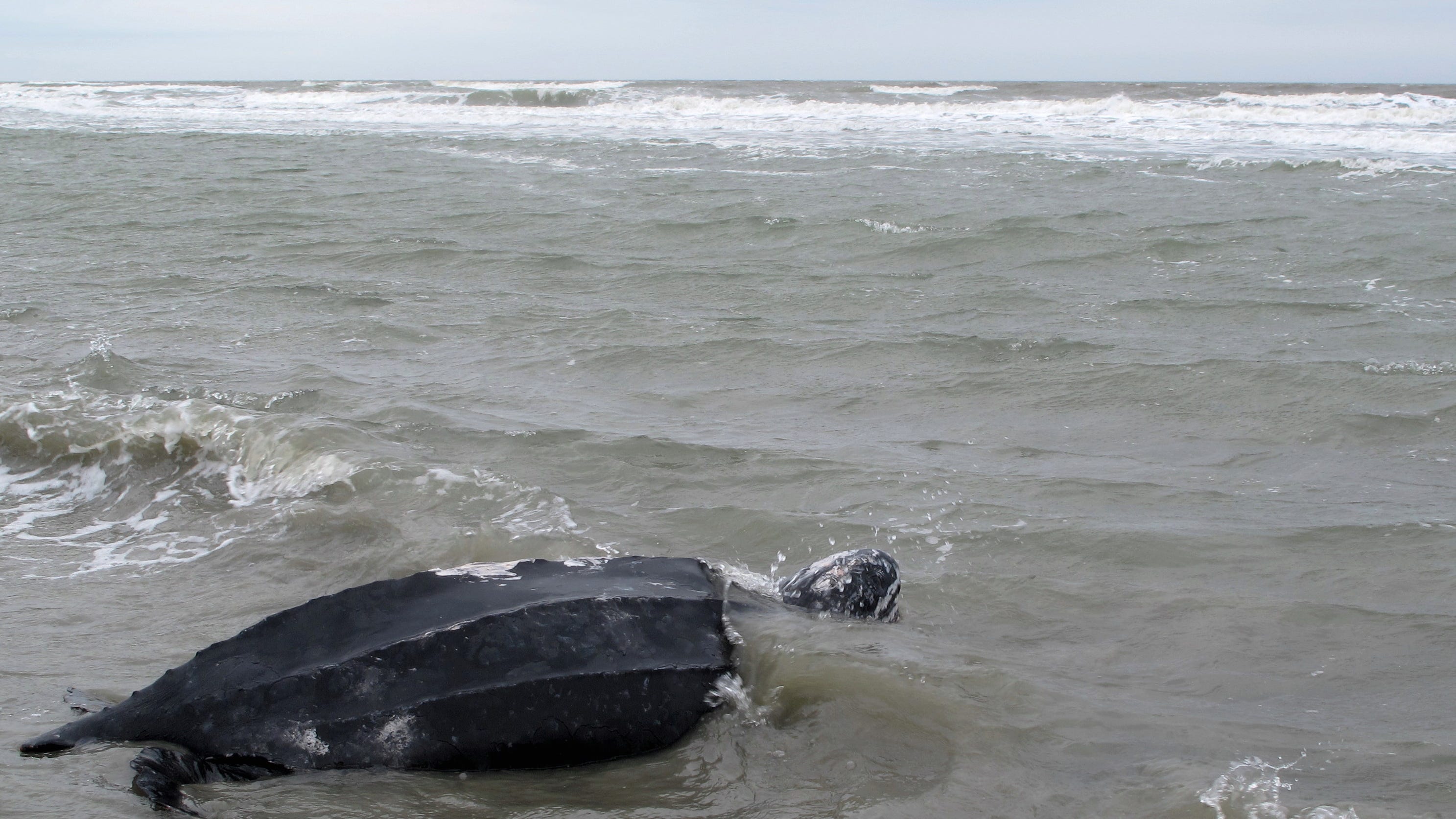 How are sea turtles doing after Hurricane Dorian