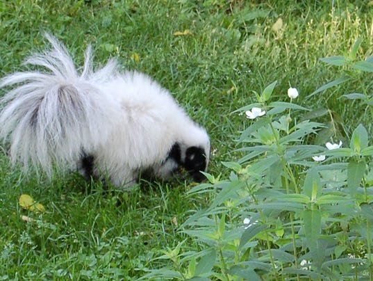 Lansing man gets second chance with rare skunk