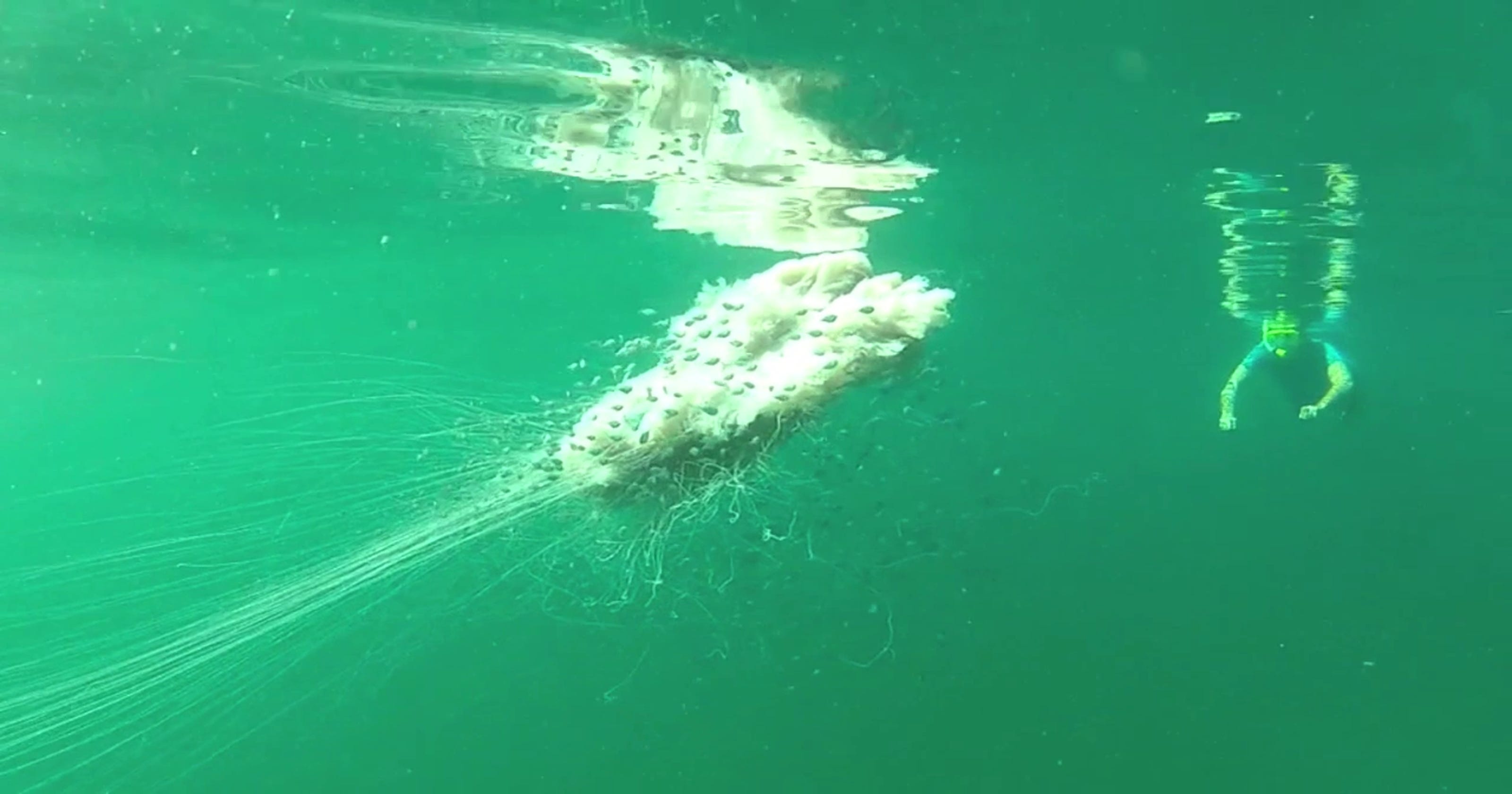 Return of the pink meanies