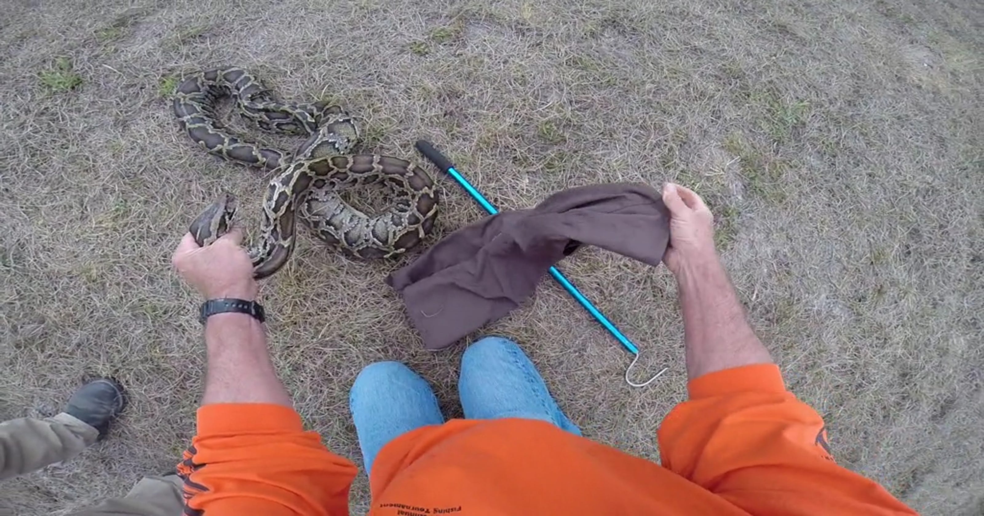 Reporter takes shot at capturing Burmese python