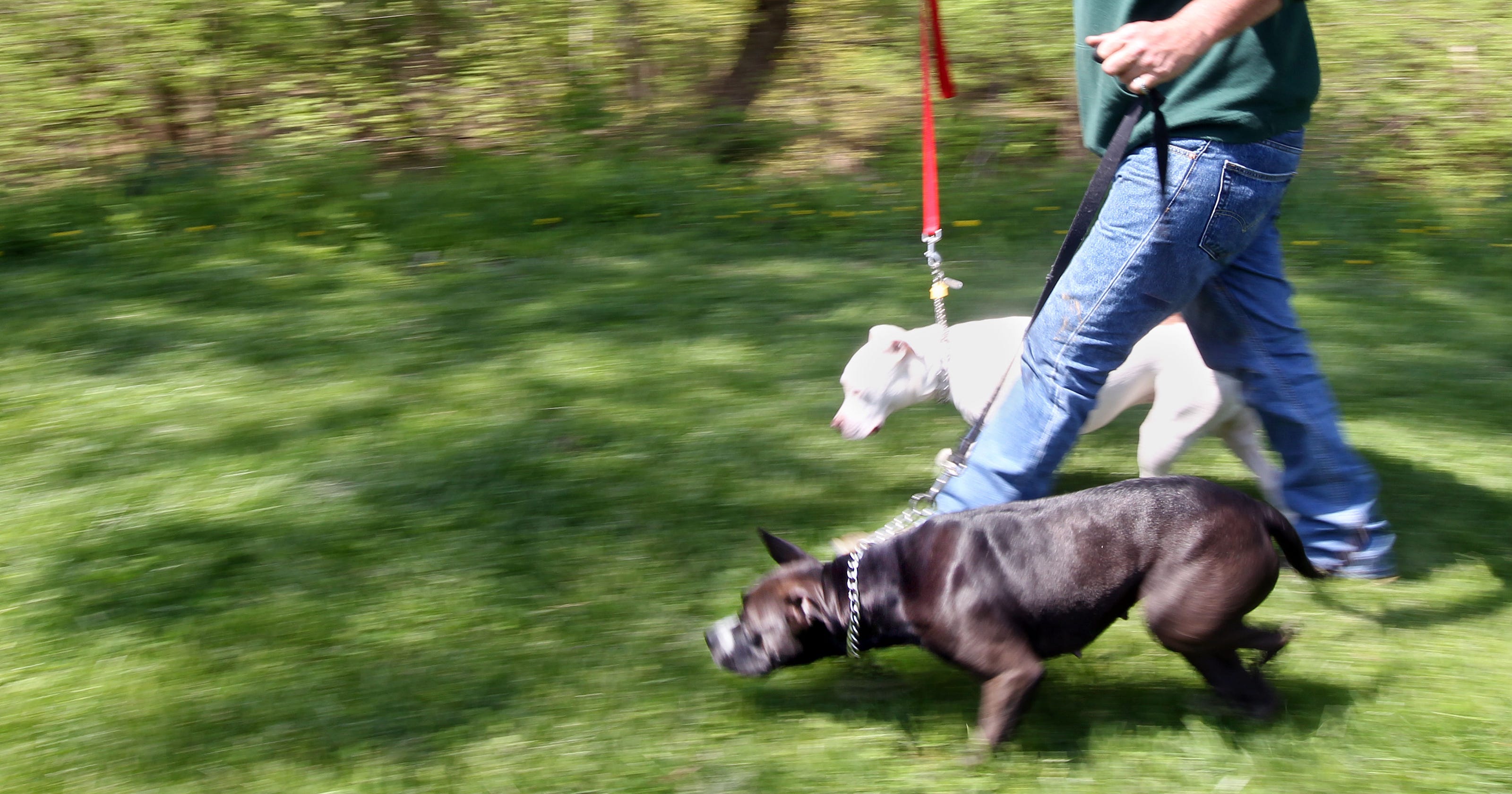 Pit bull debate sparks dog fight in Dayton, Ky.