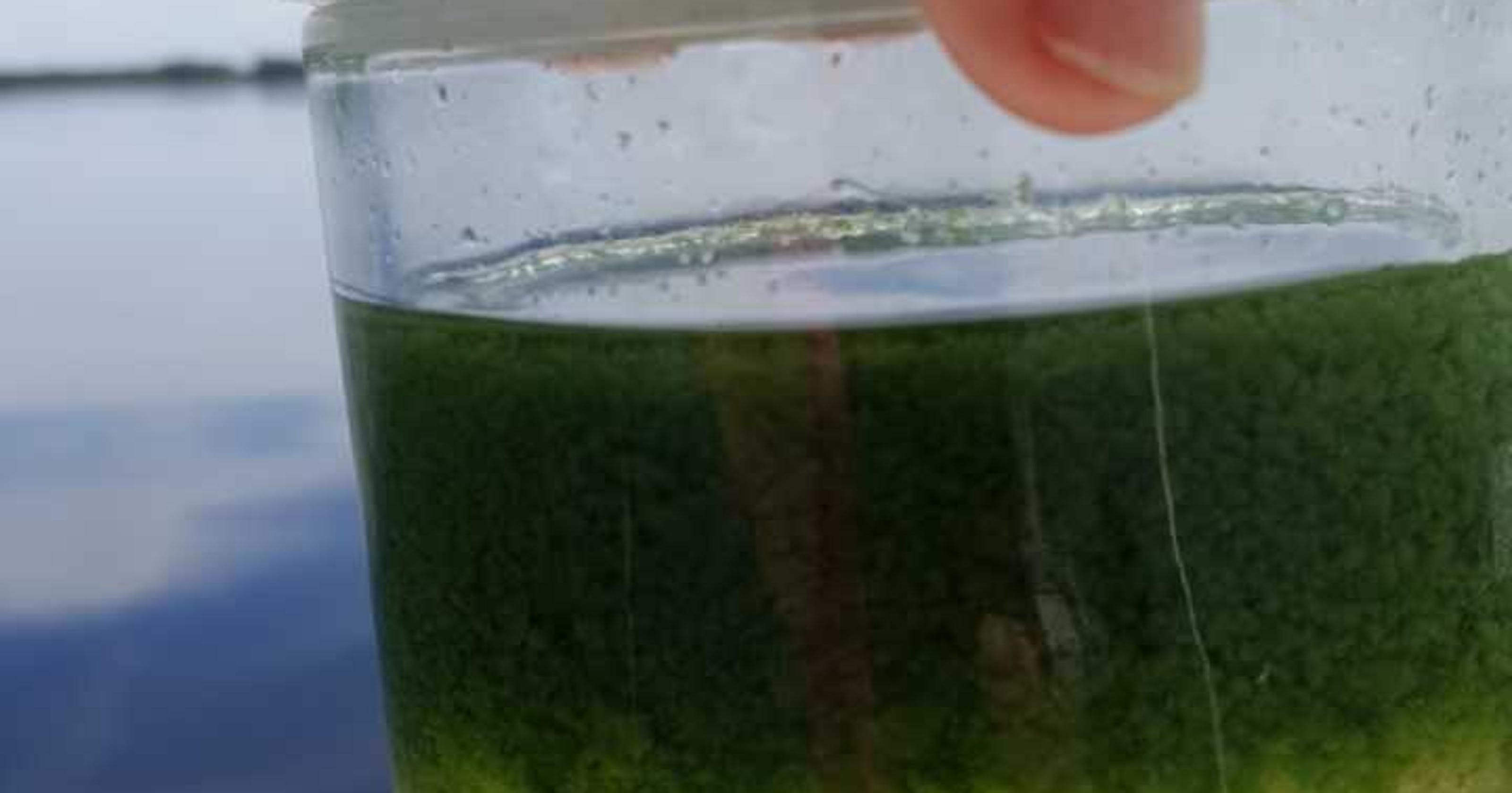 Highly toxic blue-green algae bloom reported in Blue Cypress Lake