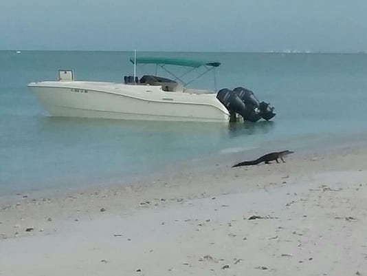 Florida alligator spotted swimming near Lovers Key State Park