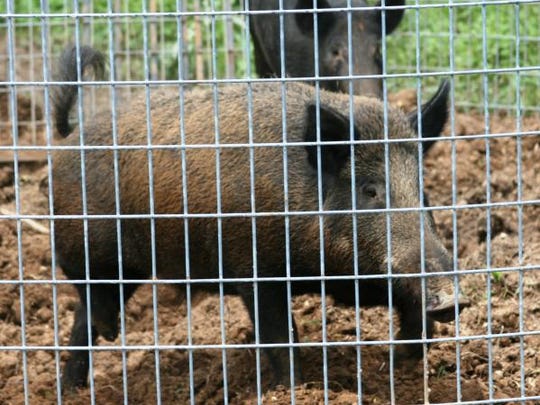 Shoot wild boars, feral hogs on sight? Game officials propose hunting ...