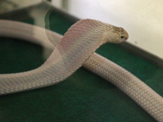 Meet Lucy: A leucistic cobra