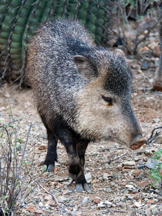 Why no peccaries?