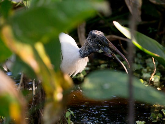 Wood storks having good nesting year at Corkscrew Swamp Sanctuary, but ...
