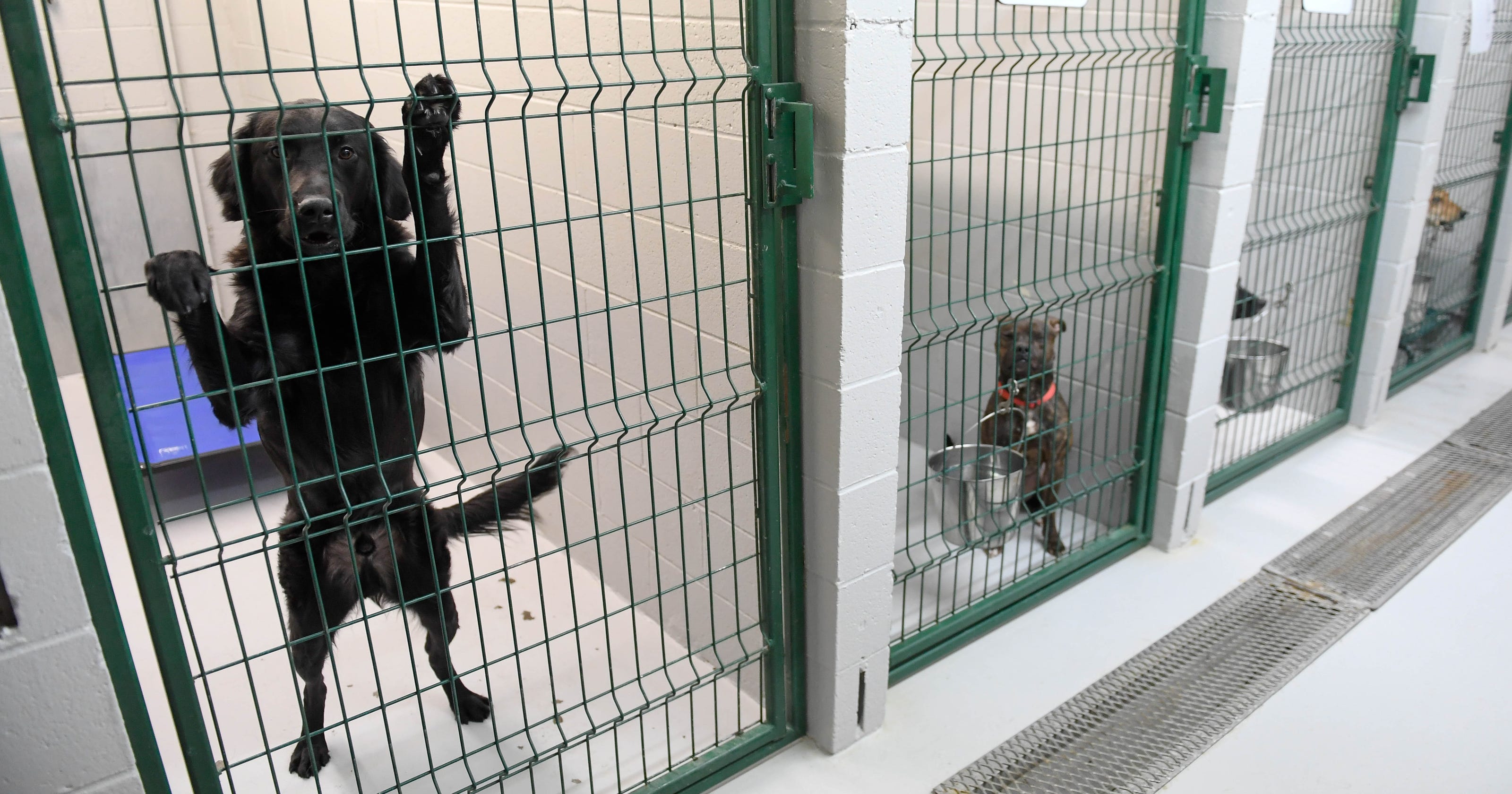 Animal advocates aim to keep euthanasia numbers low