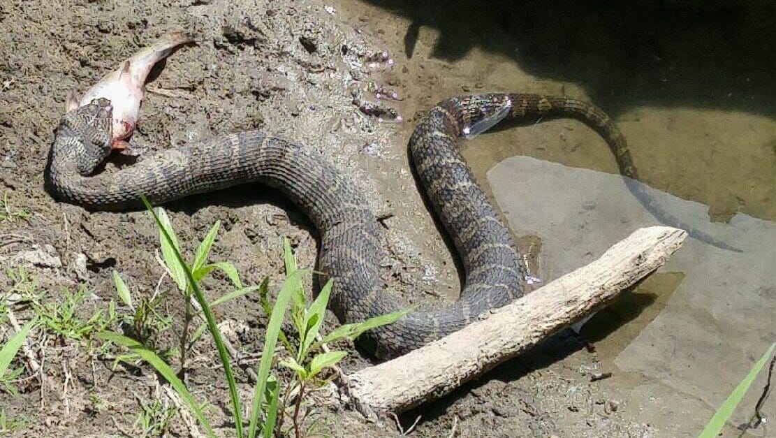 Iowa couple finds 'pretty big' snake devouring fish along river bank