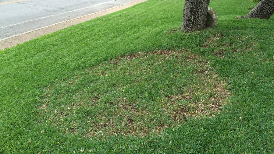 Letter: How to Kill grass burrs