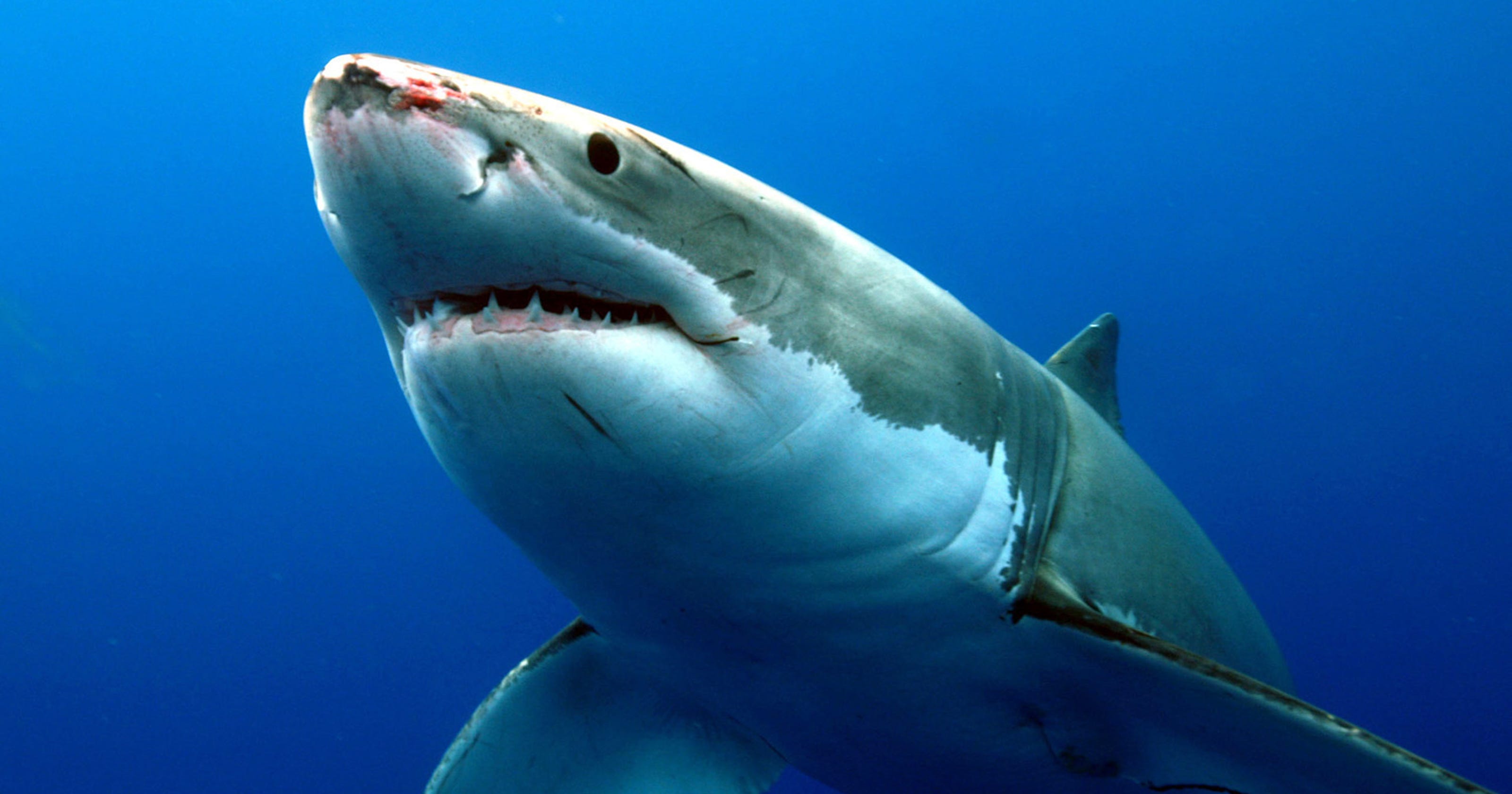 Why are sharks attacking Google's underwater cable?