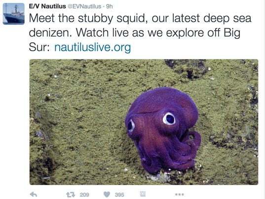 Researchers spot 'googly eyed' stubby squid