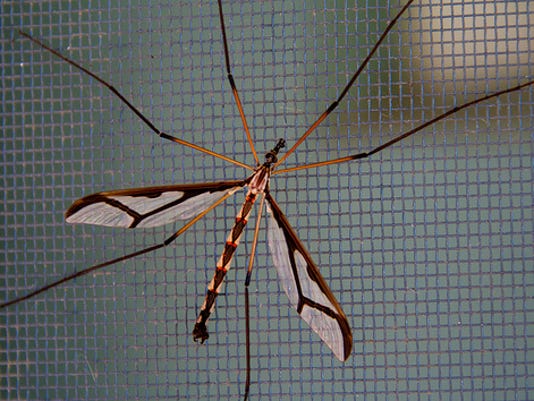 Crane flies examined by naturalist Emily Stone