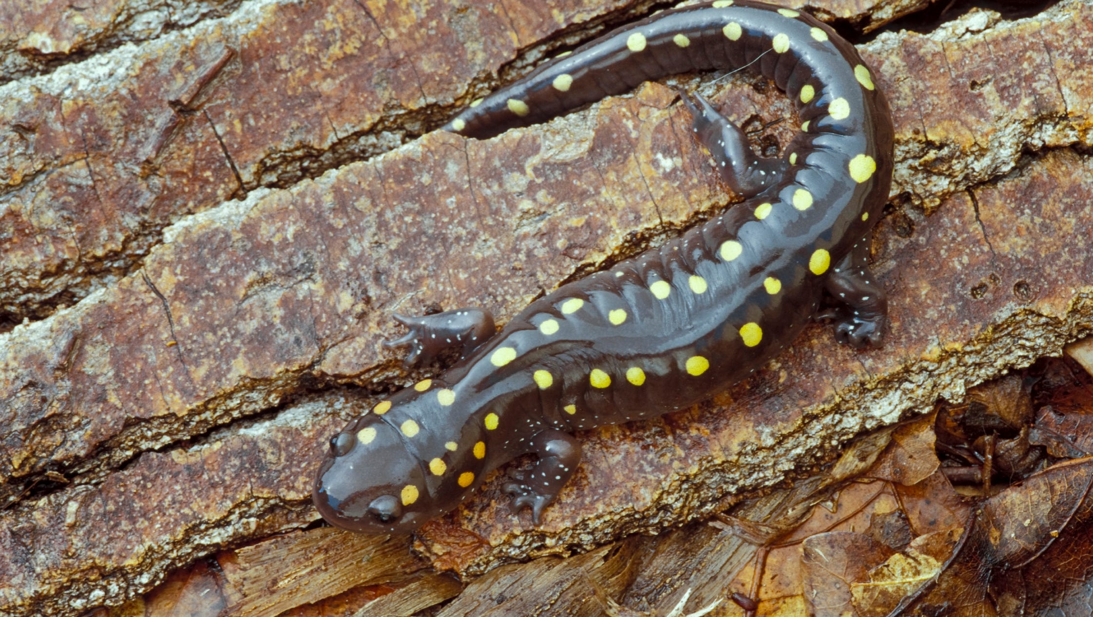 Spotted Salamander Life Cycle