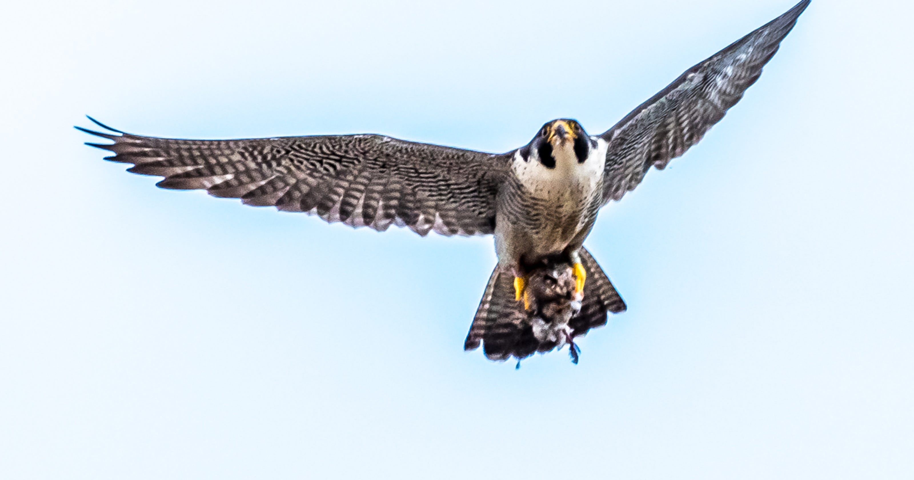 Peregrine falcons back from brink of extinction