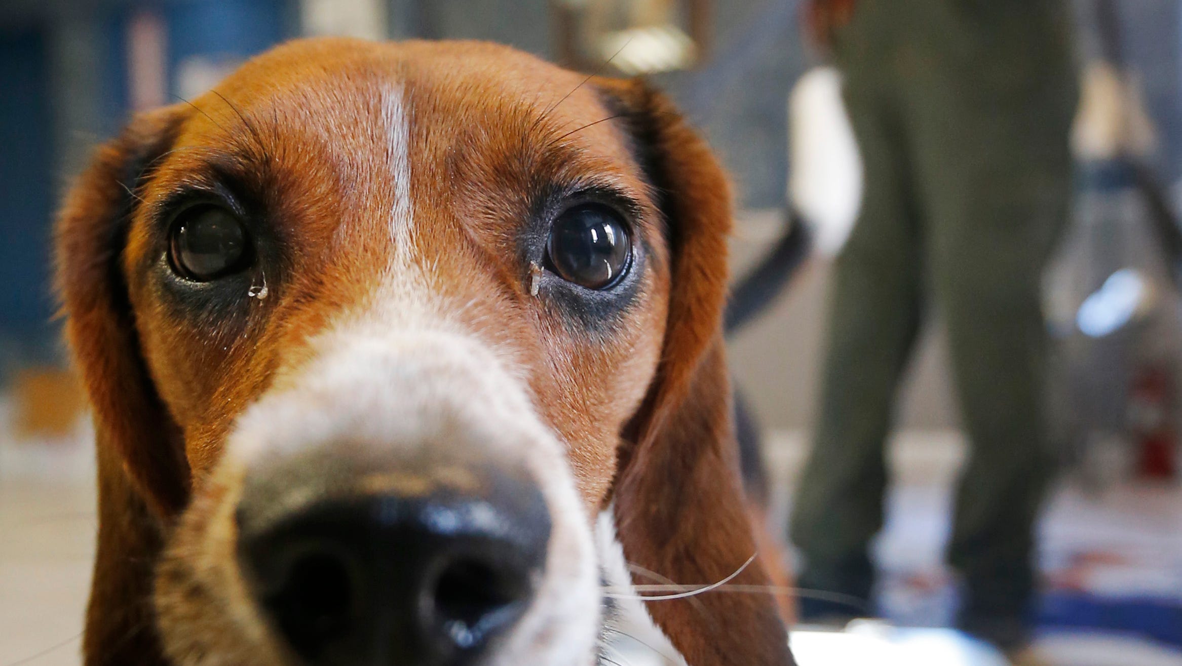 Beagles are best option for rabbit hunting