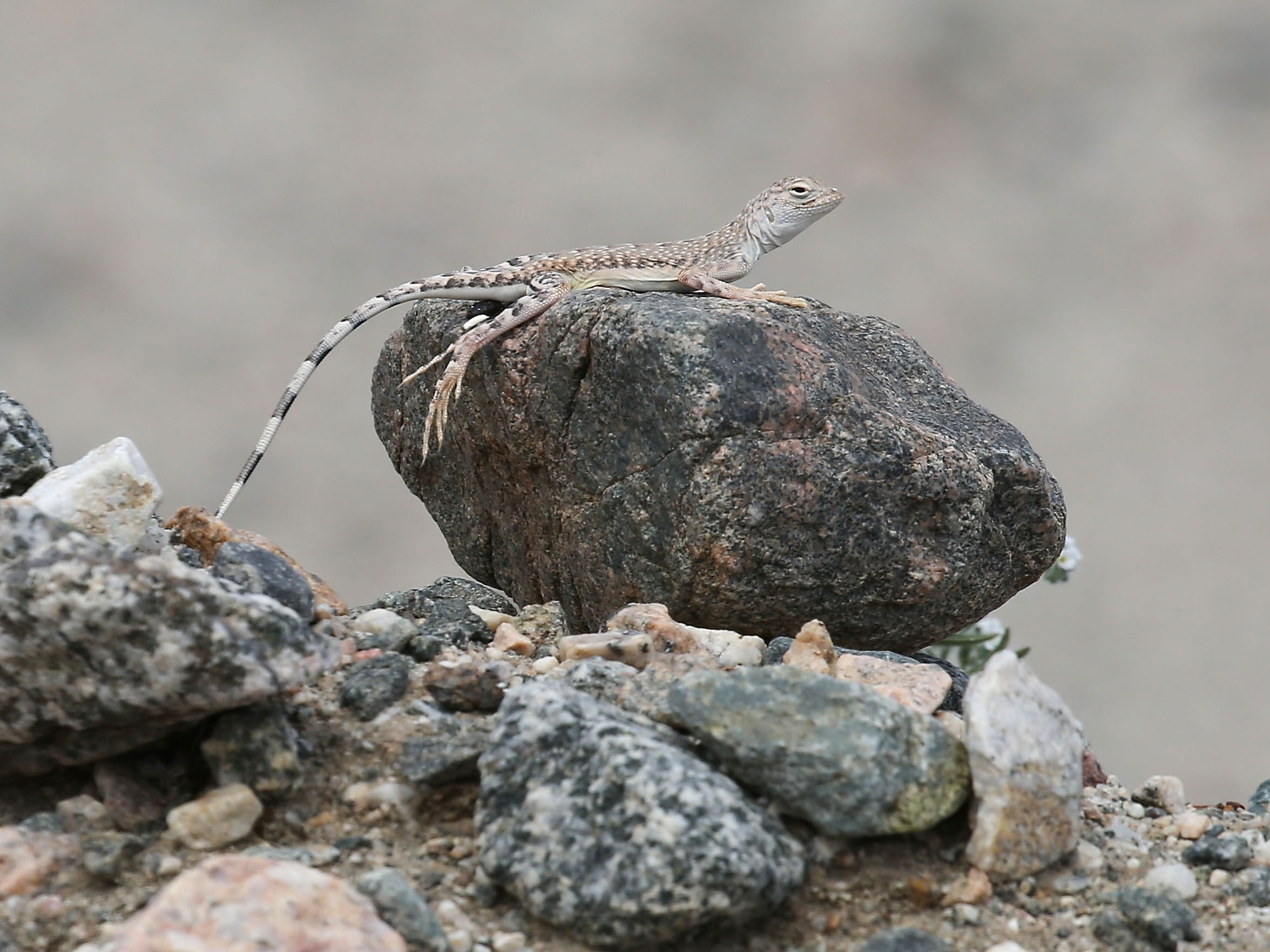 The Trump vs. California environmental fight nobody's talking about