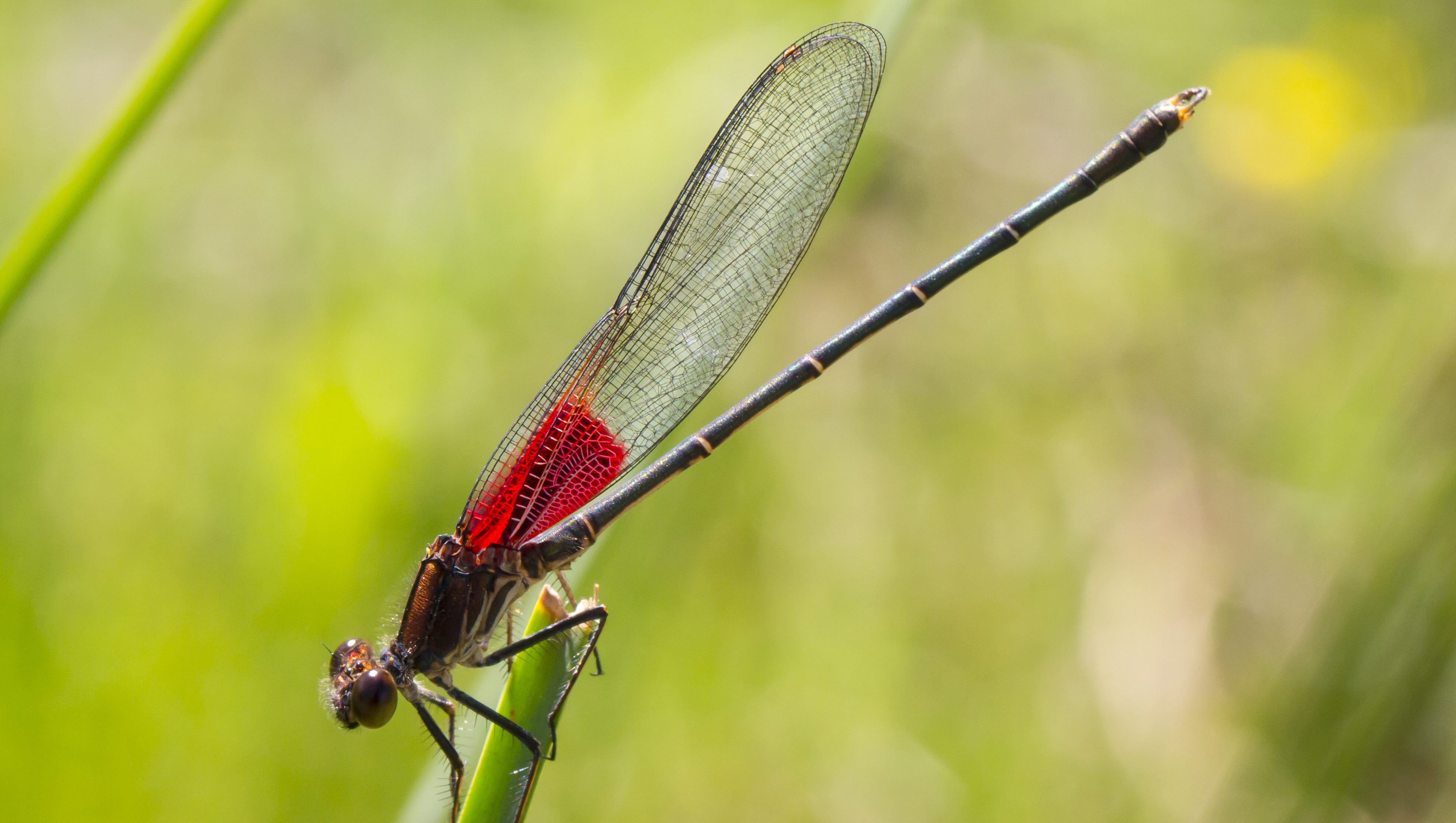 Dragonfly Walk at Boyce Thompson Arboretum, 7/4