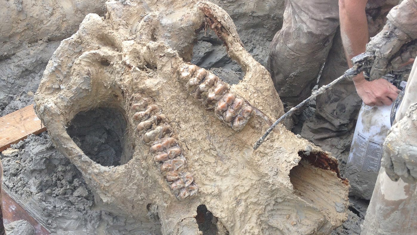 Mich Mastodon Most Complete Skeleton Found In Decades