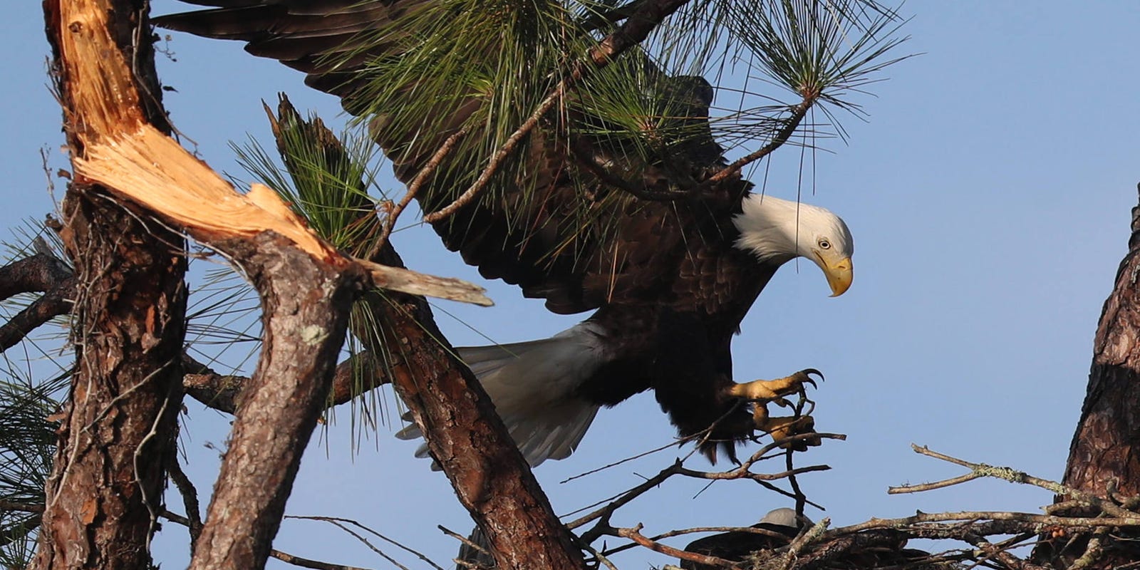 Will Harriet, Southwest Florida's famous bald eagle, lay new egg before ...