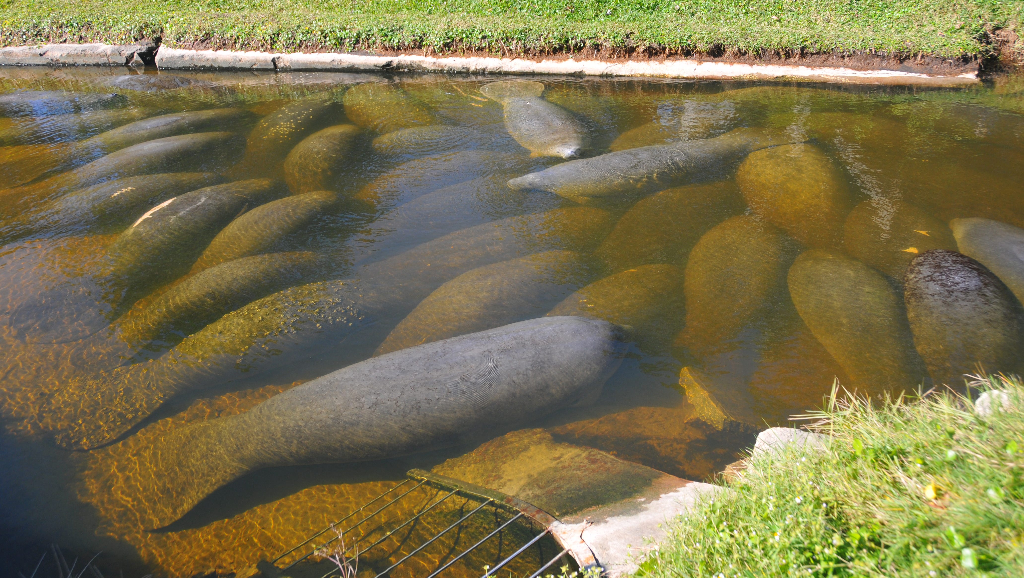 Manatees dying at record pace this year, mostly because of winter cold