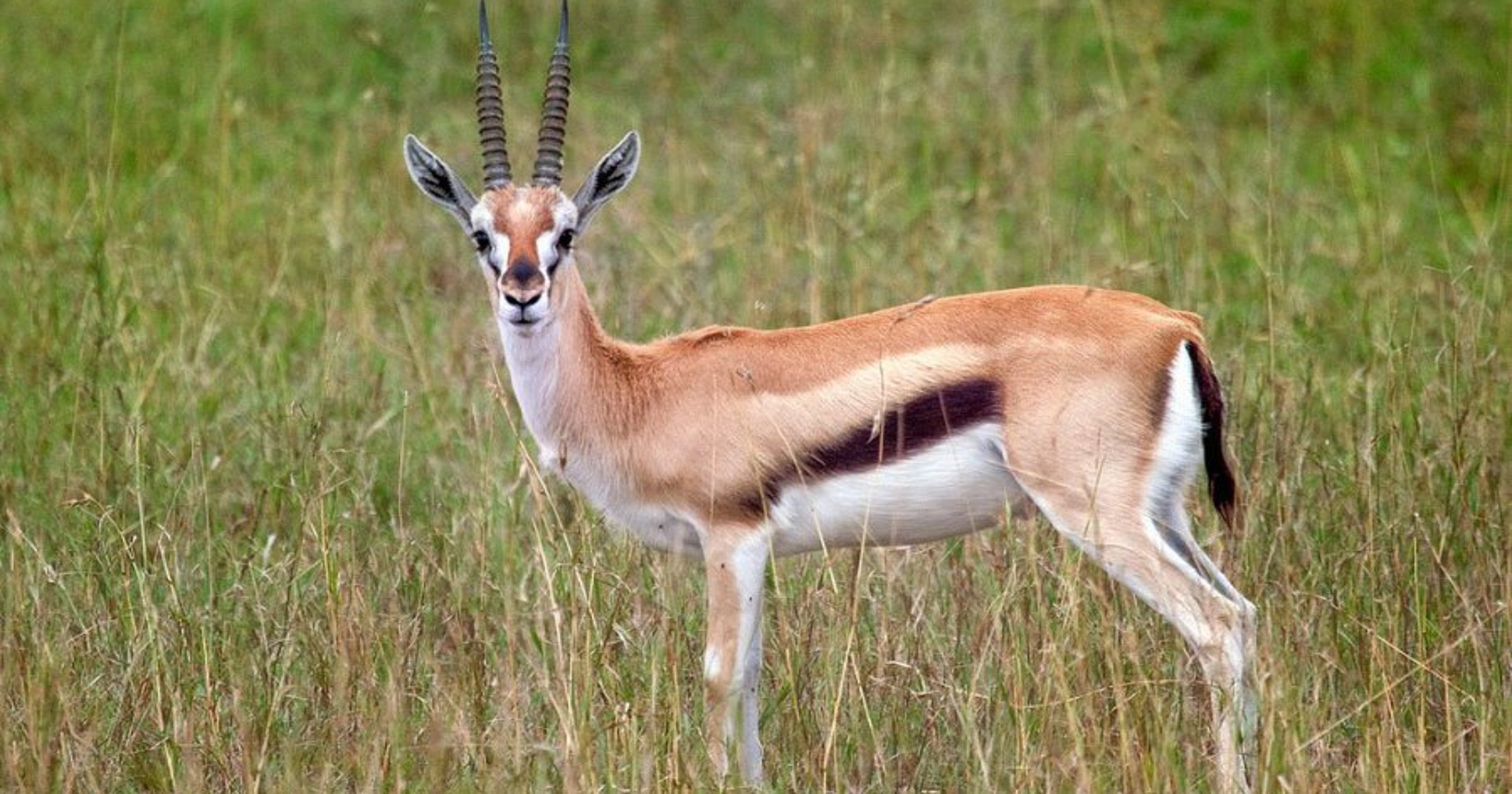 Gazelles